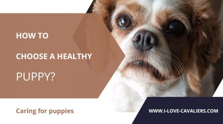 How to Choose a Healthy Cavalier Puppy? (Detailed Guide)