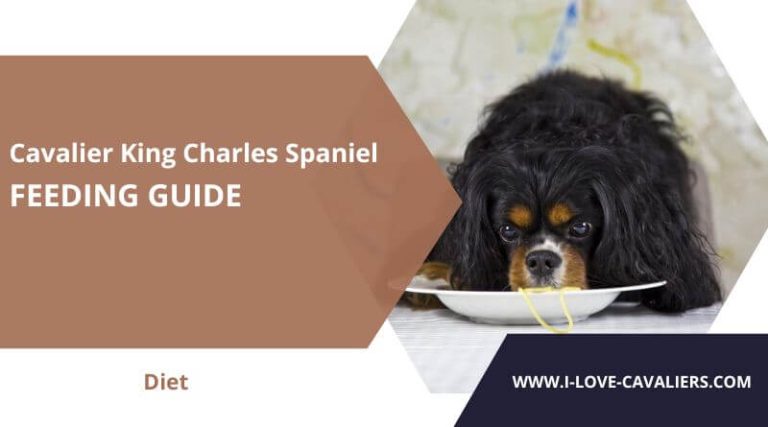 The Ultimate Cavalier King Charles Spaniel Feeding Guide