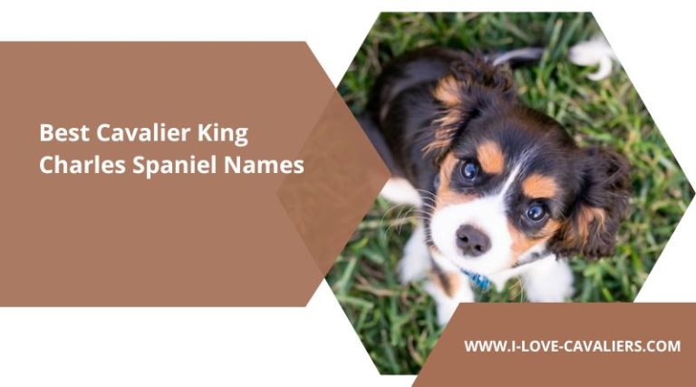 420 Best Cavalier King Charles Spaniel Names