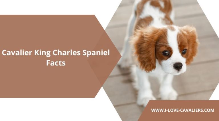 15 Cavalier King Charles Spaniel Facts: Cool, Fun, & Sad