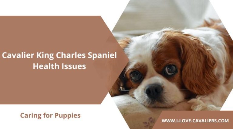 7 Common Cavalier King Charles Spaniel Health Issues