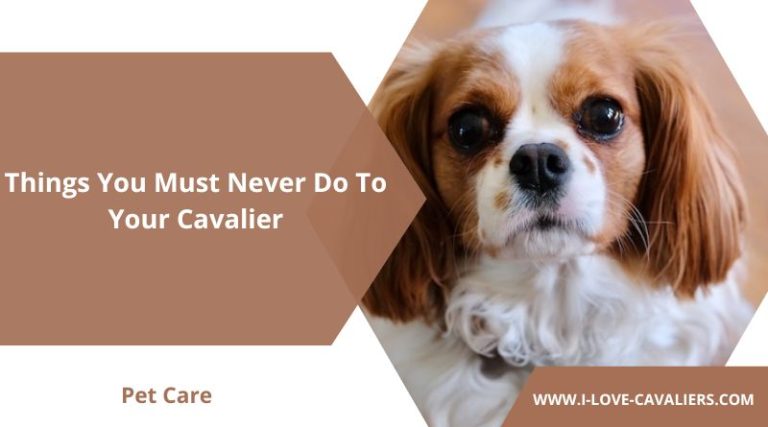 6 Things You Must Never Do To Your Cavalier