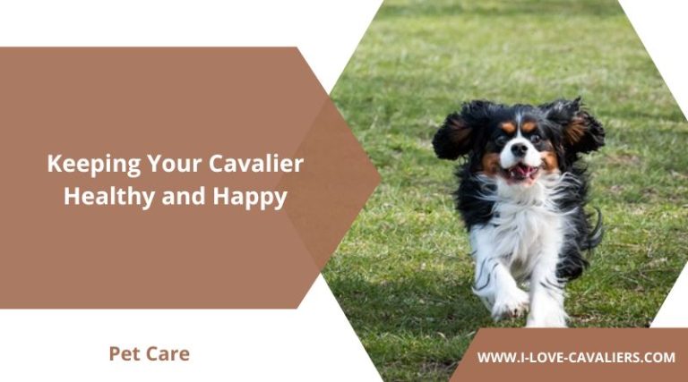 7 Tips for Keeping Your Cavalier Healthy and Happy
