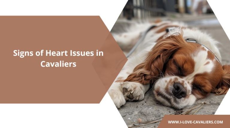 How to Detect Early Signs of Heart Issues in Cavaliers: Key Symptoms ...