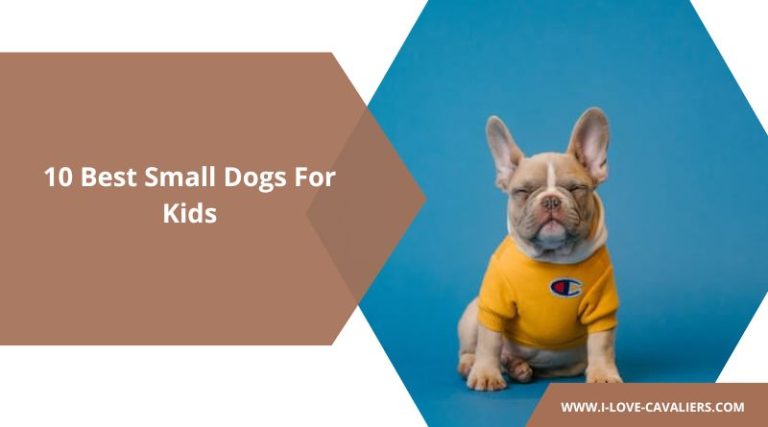 Best Small Dogs for Kids: Top 10 Family-Friendly Breeds Revealed