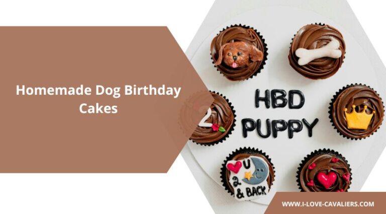 3 Easy Homemade Dog Birthday Cakes