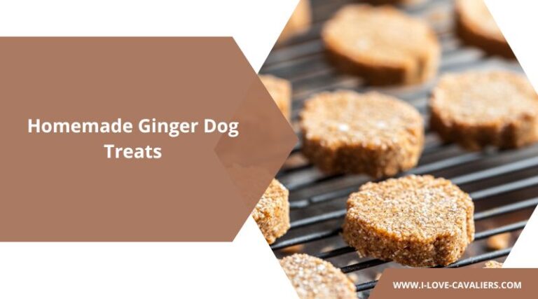 Homemade Ginger Dog Treats