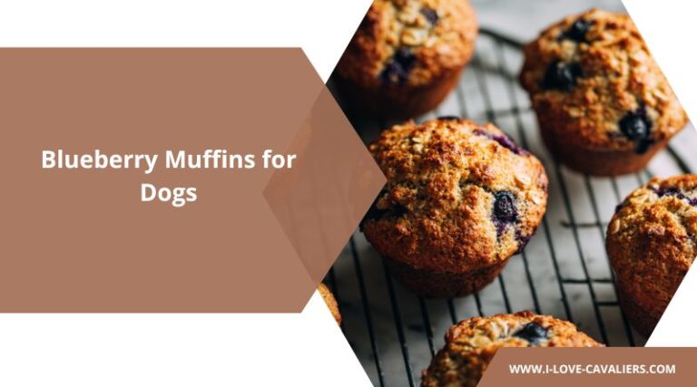 Easy Blueberry Muffins Recipe for Dogs: Healthy Homemade Treats