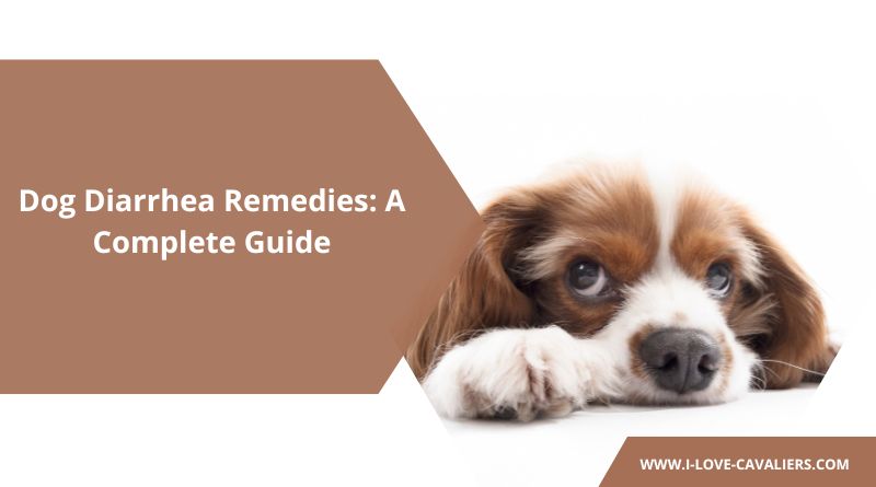 Dog Diarrhea Remedies: A Complete Guide