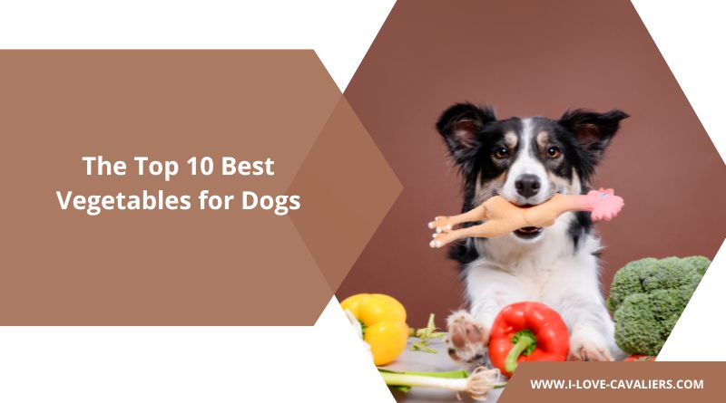 The Top 10 Best Vegetables for Dogs - I-Love-Cavaliers.com