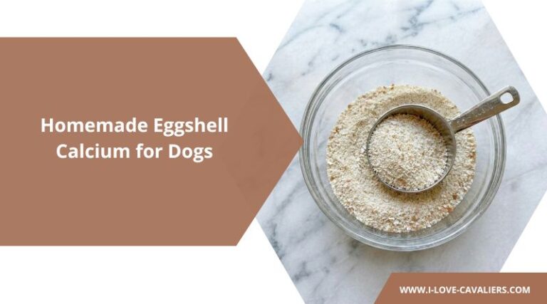 Homemade Eggshell Calcium for Dogs (The Zero-Waste Supplement Your Pup ...